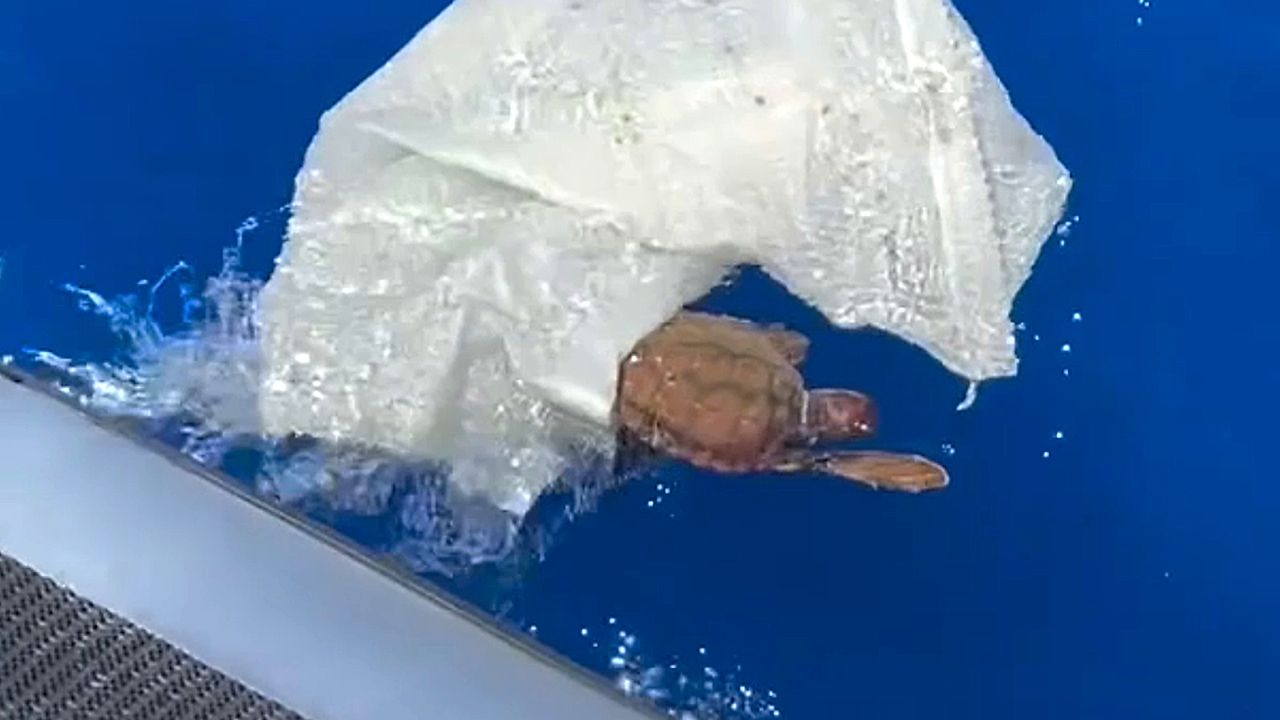Baby turtle narrowly escapes plastic trap at sea