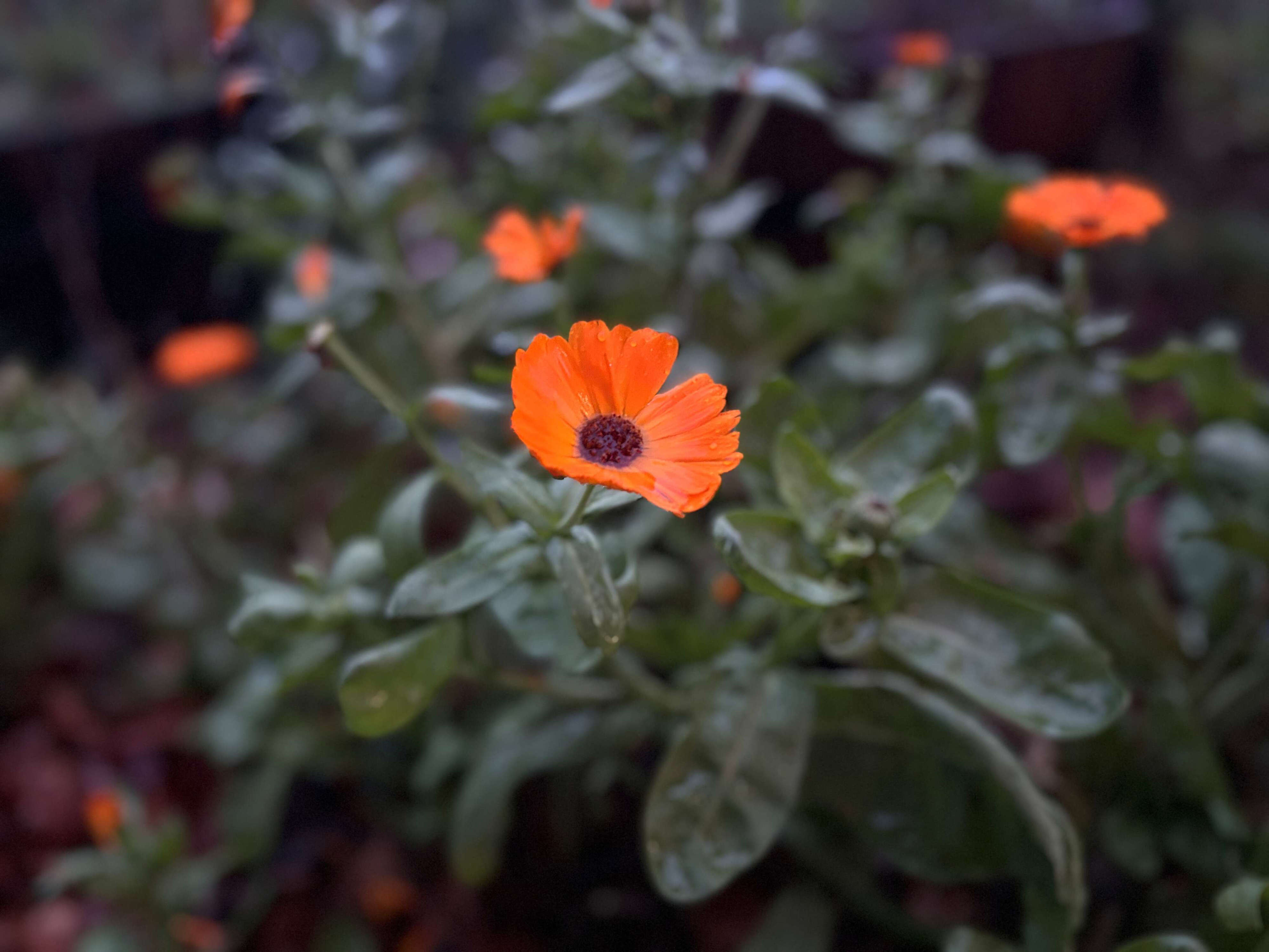 Portland is chillier Monday; could we finally freeze?