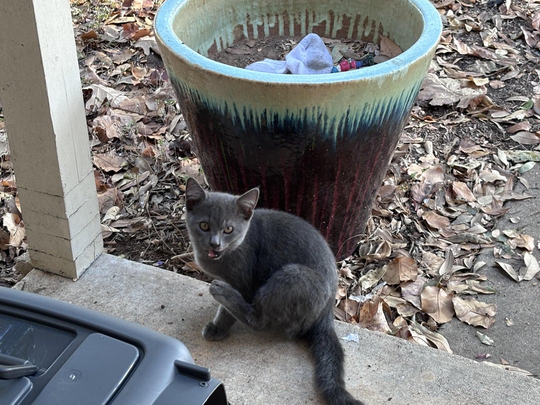 25 cute animals serving up absolute adorableness