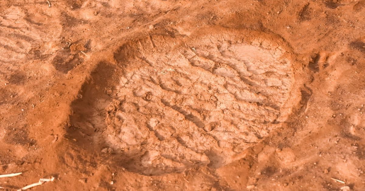 125,000-year-old elephant footprints confirmed for first time in Spain
