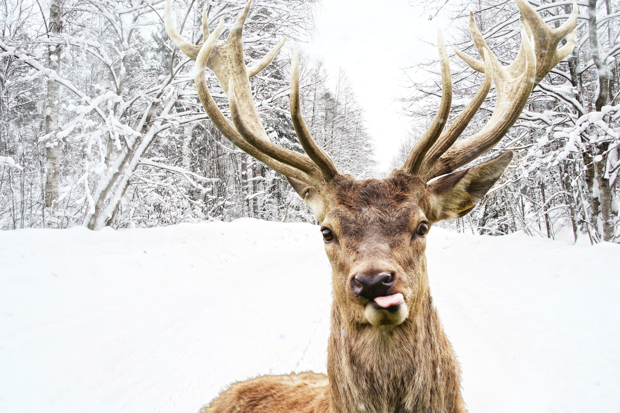 Facts about reindeer that are truly fascinating
