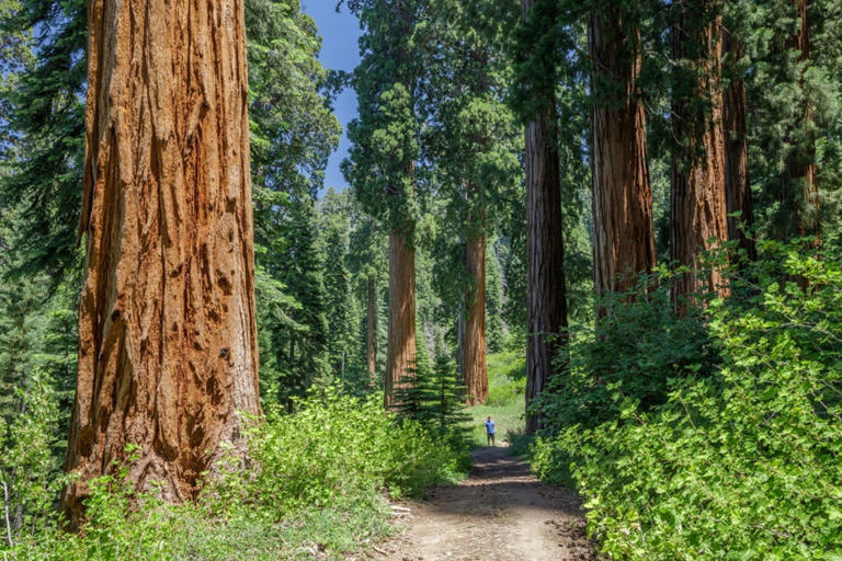 In California’s redwoods, scientists rebuild lost ecosystems high up in ...