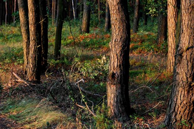 Teenage girl 'grabbed by unknown man in balaclava' in woodland