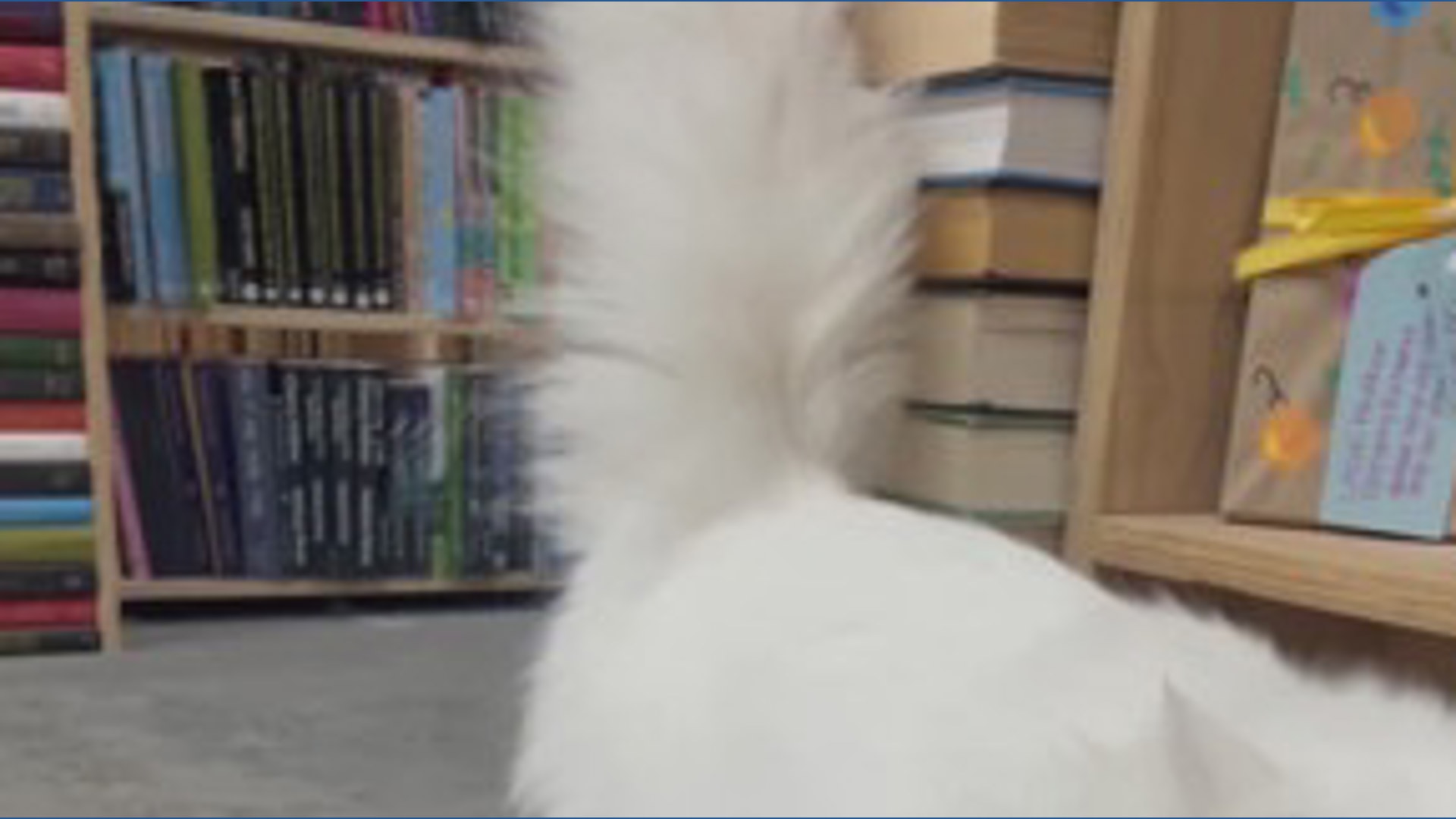 Shop for books and pet cats at Cupboard Maker Books in Enola