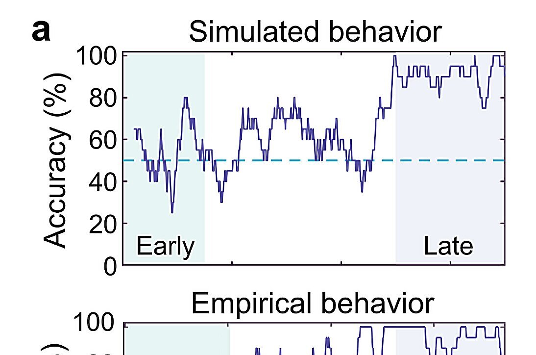 Biology-inspired brain model matches animal learning and reveals ...