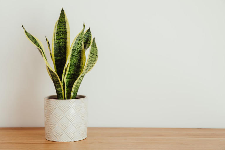 6 low-maintenance houseplants that can thrive in a windowless room