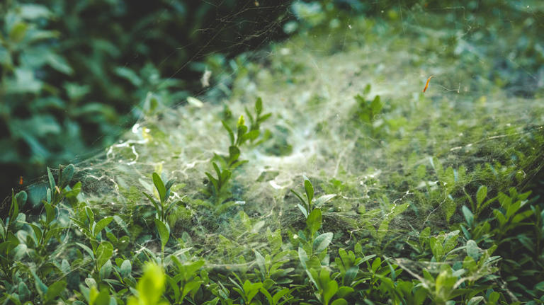 The simple trick that keeps spiders from calling your garden home