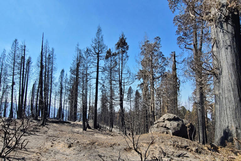 In California’s redwoods, scientists rebuild lost ecosystems high up in ...