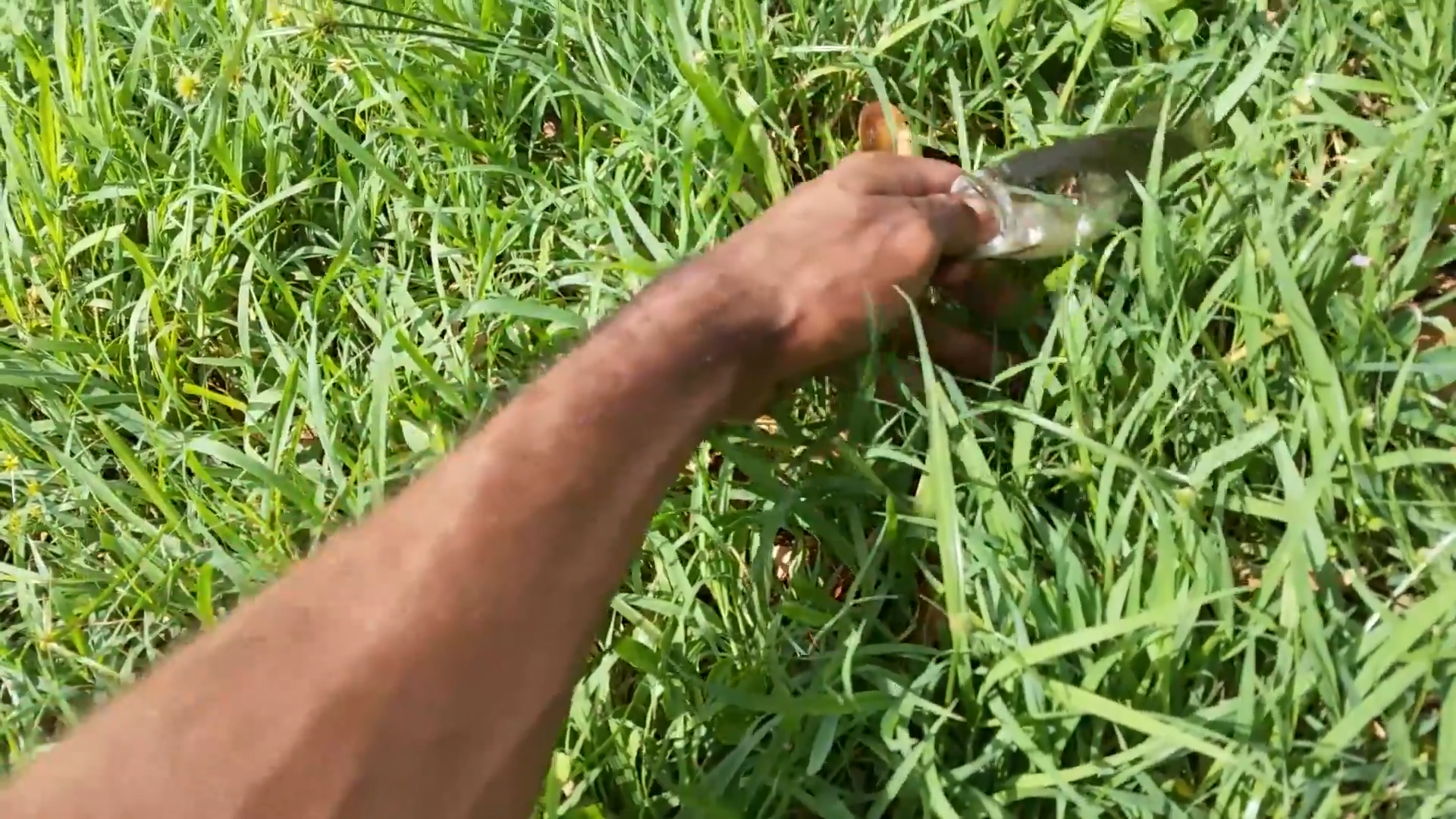 Backyard water exotics! Goby lure