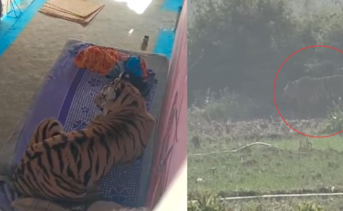 Video: Tiger attacks man in village near Bandhavgarh Reserve, then sits ...