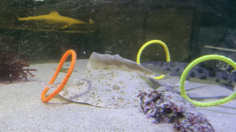 Fini l’ennui : des requins surpris en pleine partie de jeu avec des ...