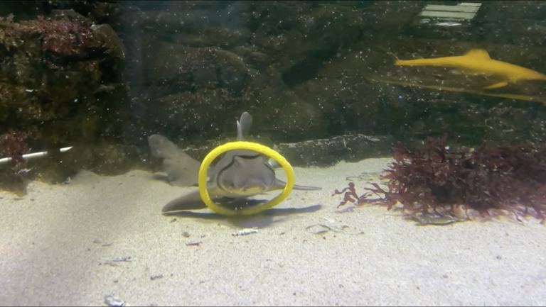 Fini l’ennui : des requins surpris en pleine partie de jeu avec des ...