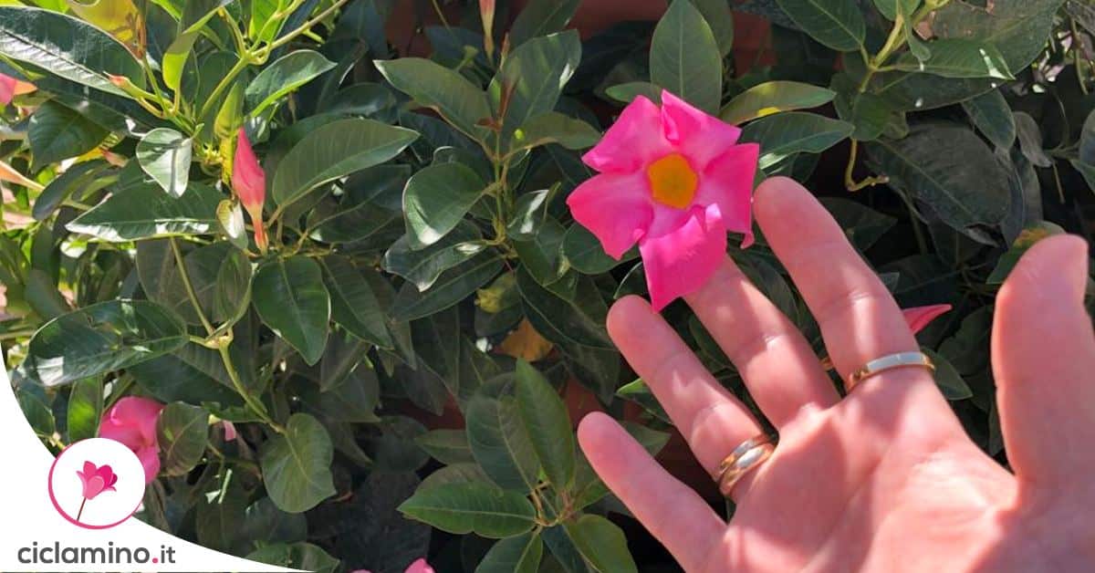 Il trucco dell’unghia sul ramo della dipladenia per capire se sta seccando