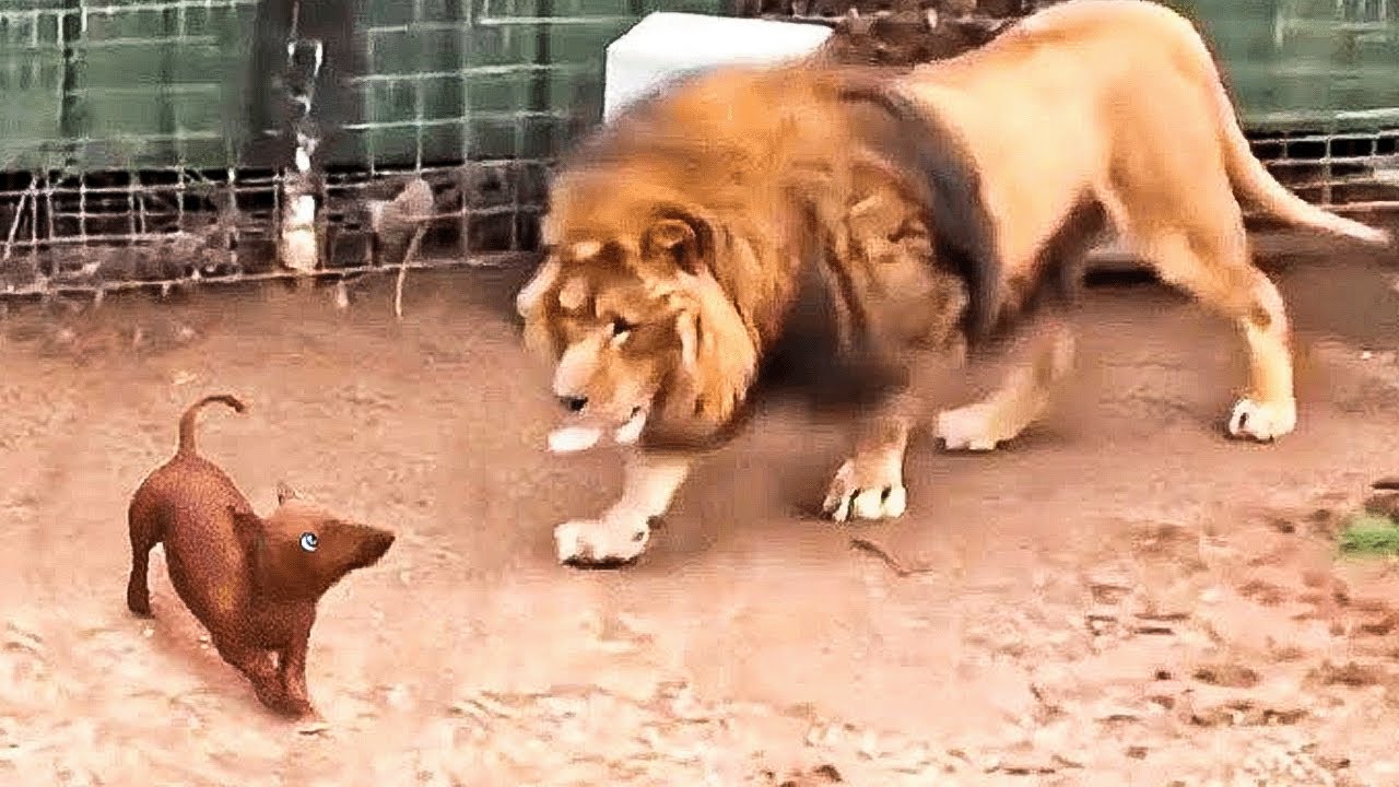 Tiny dog thrown into lion’s cage and the lion’s reaction is unbelievable