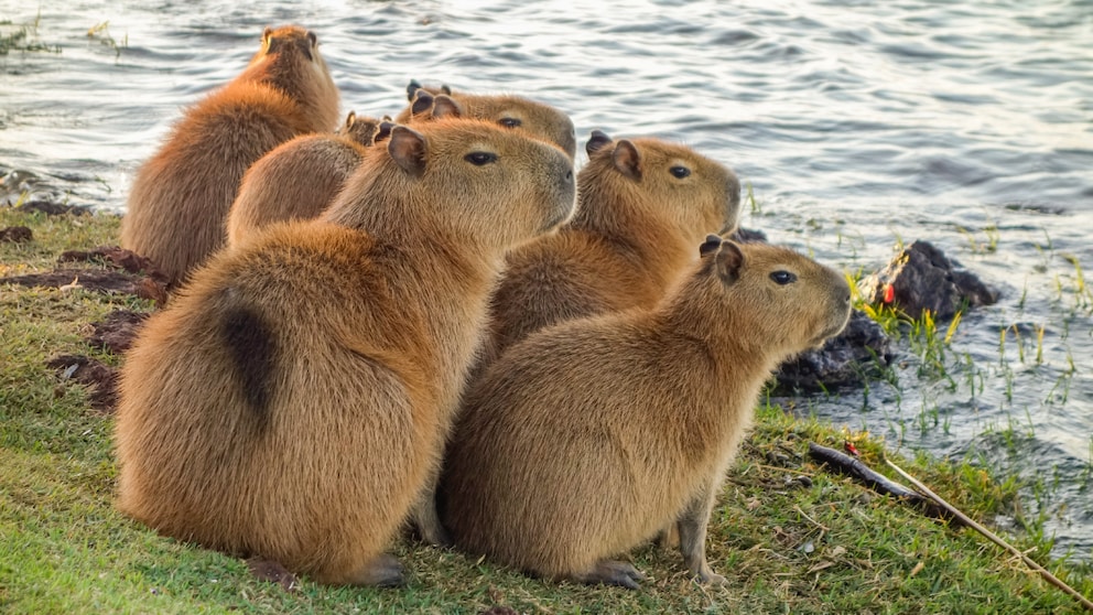 Why capybaras were suddenly classified as "fish"