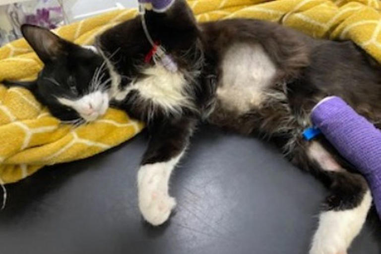 Dying cat dumped 'like piece of rubbish' in Greater Manchester river at ...