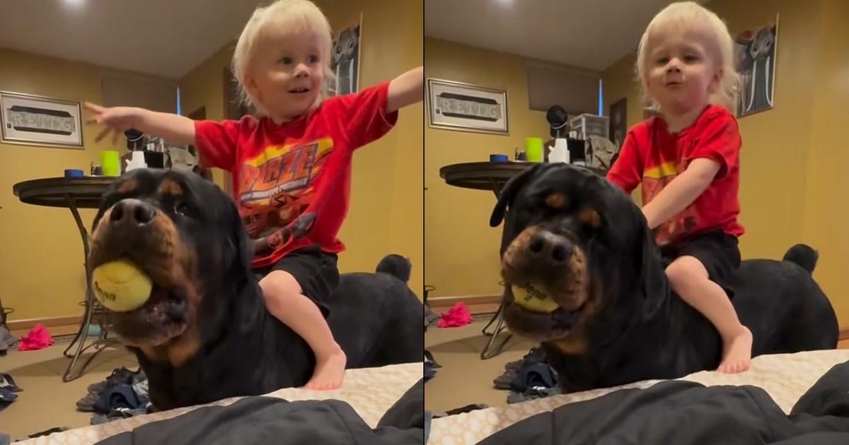 Dog lets little boy take a ride on his back in wholesome video
