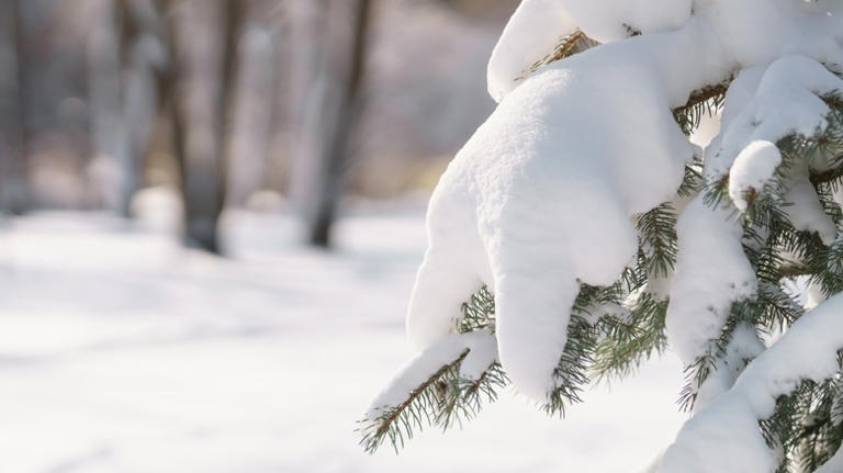 Tips to stay safe when removing snow from any tree in your yard