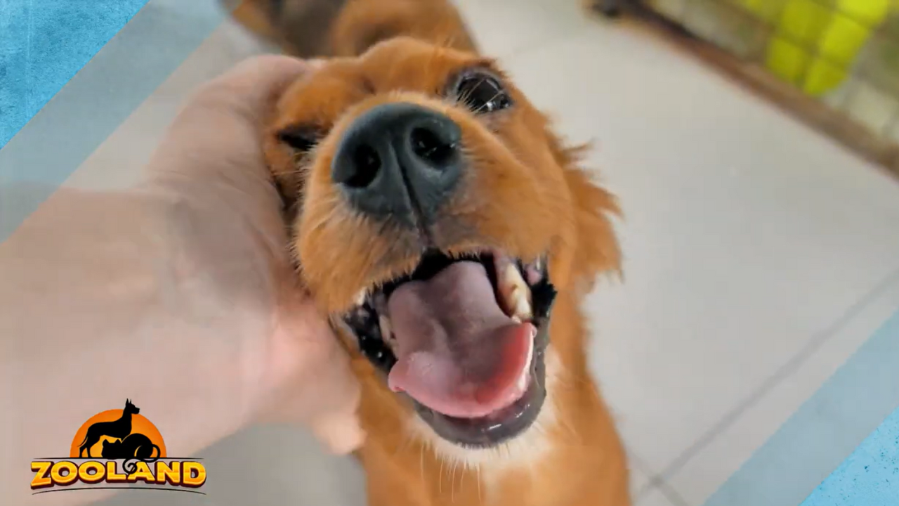 Homeless dog's heartwarming reaction to her first ever bath