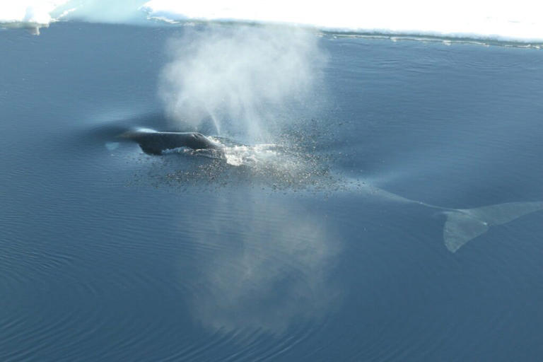 Whales breed in specific areas deep beneath the Arctic Circle