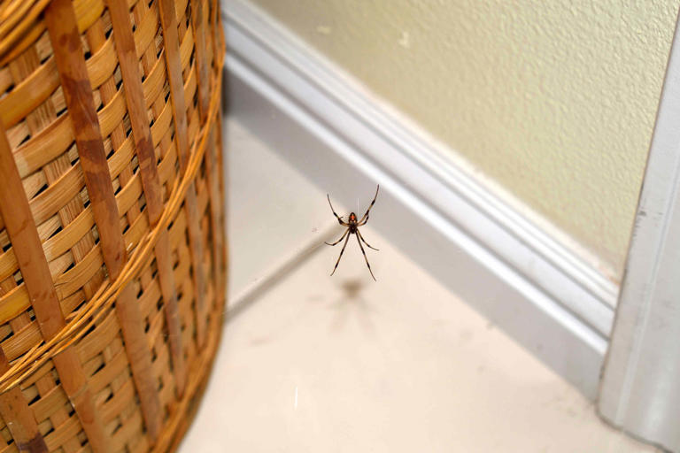 Do mothballs actually keep spiders away? We asked pest control pros
