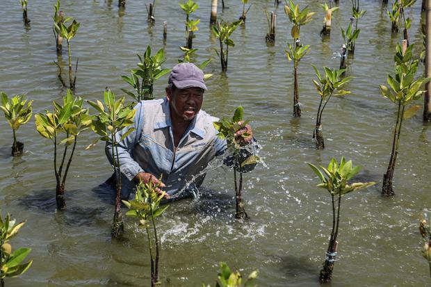 BRIN ungkap mangrove bisa jadi biofilter limbah laut, bahkan serap merkuri