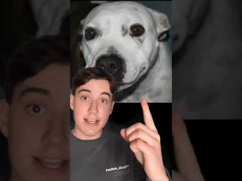A true story of an exceptionally loyal dog and its owner