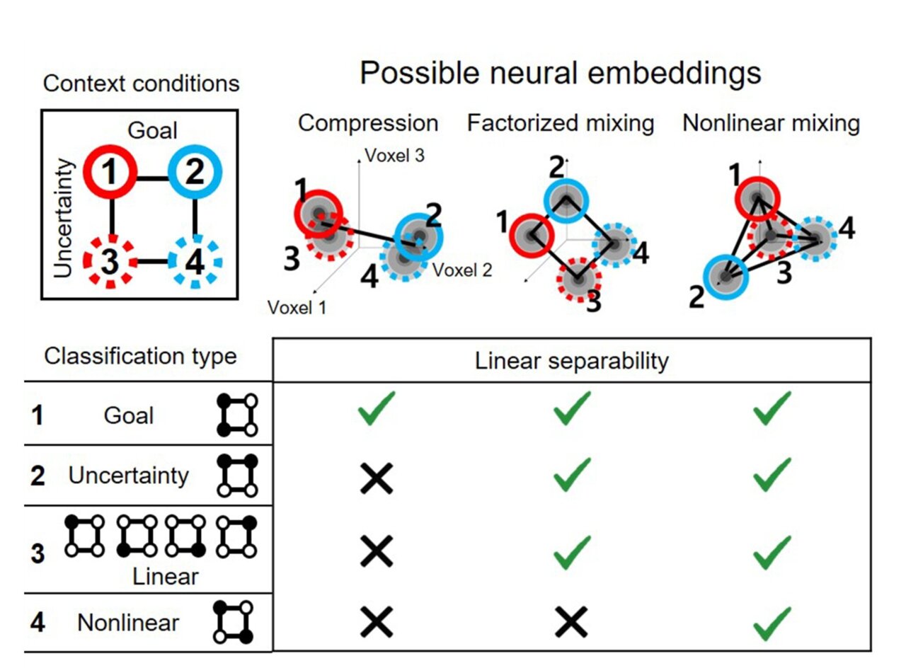 Brain-inspired AI: Human brain separates goals and uncertainty to ...