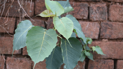Peepal tree: A peepal tree growing on the wall of your house gives ...