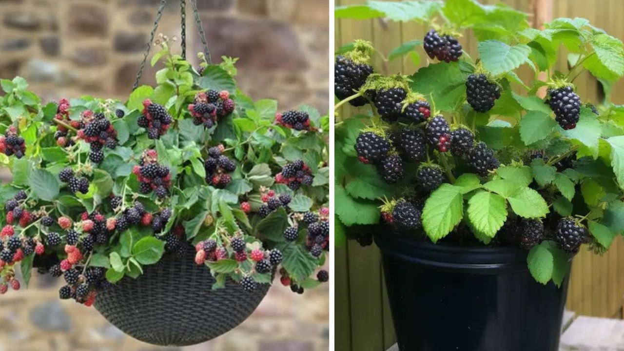 Coltivare le more in vaso è possibile: tutto quello che c'è da sapere