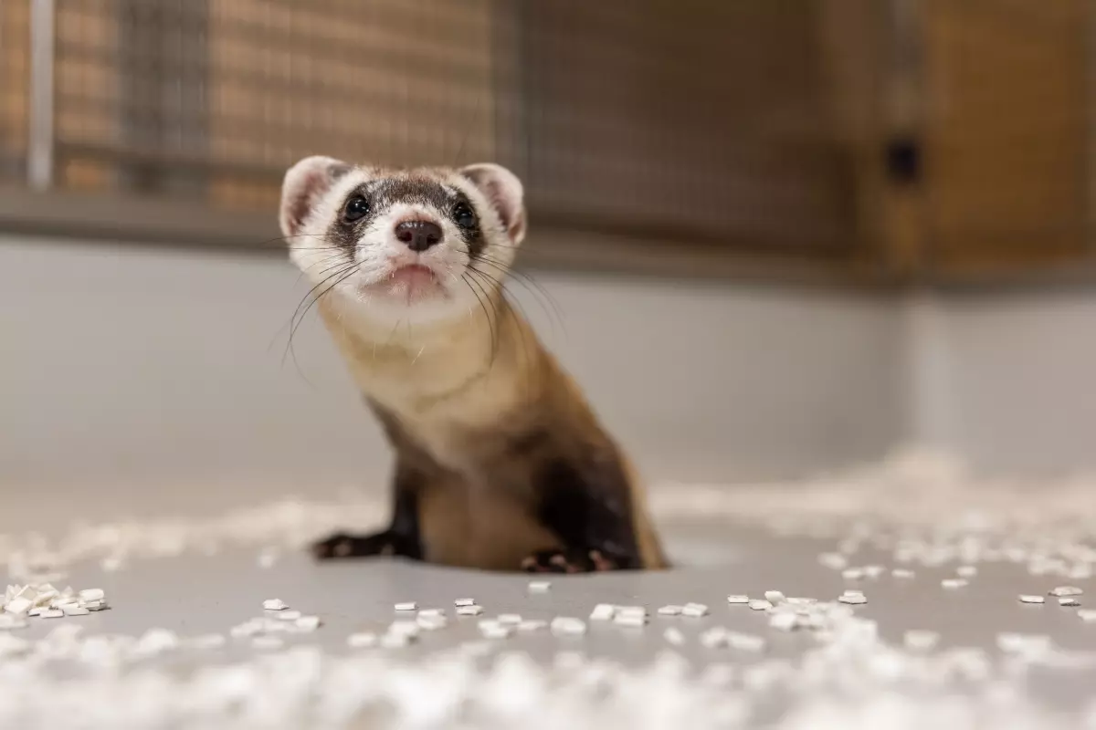 Black-footed ferrets born in Virginia in cloning-research milestone