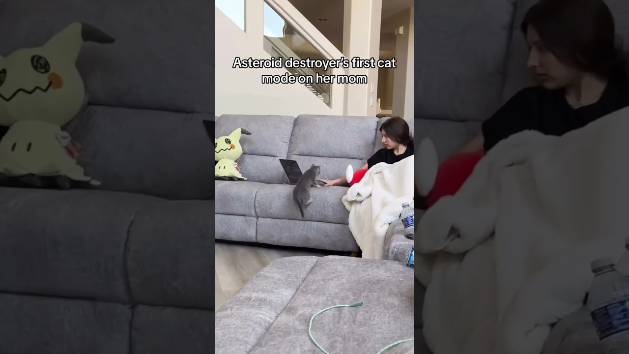 Man sends cat to annoy girlfriend when she is busy working