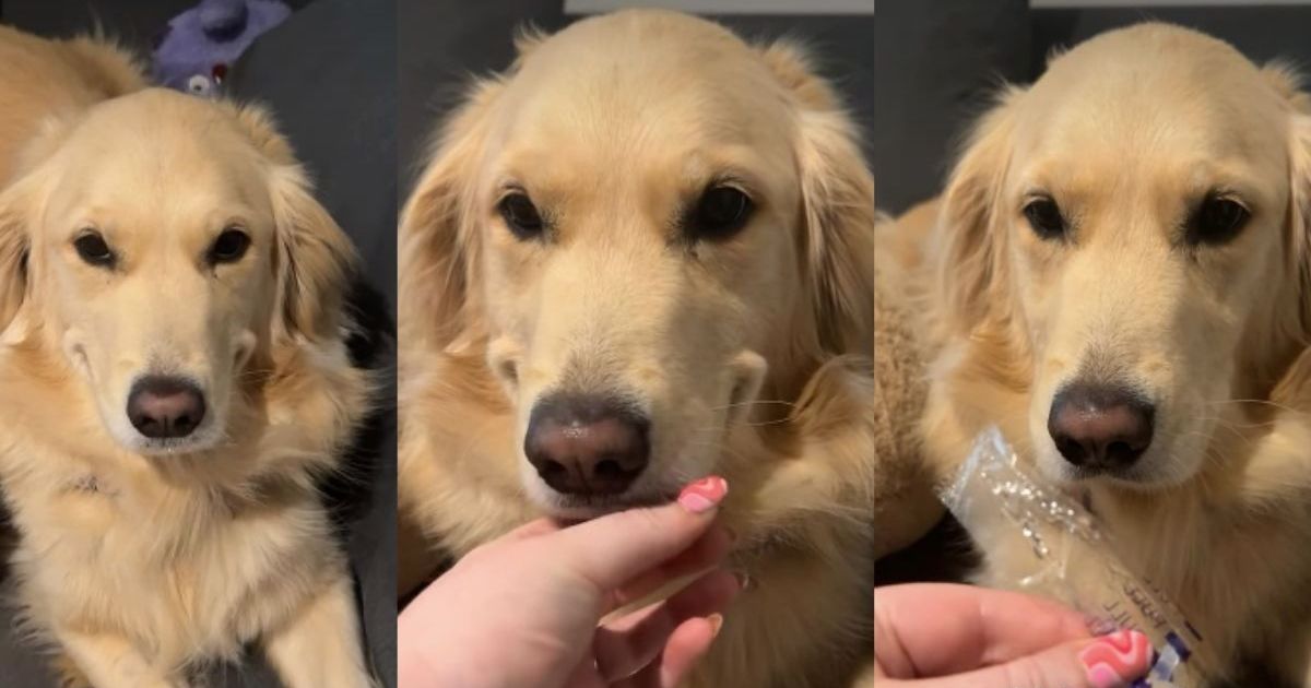 Video: Golden retriever's smile hides a sneaky little secret