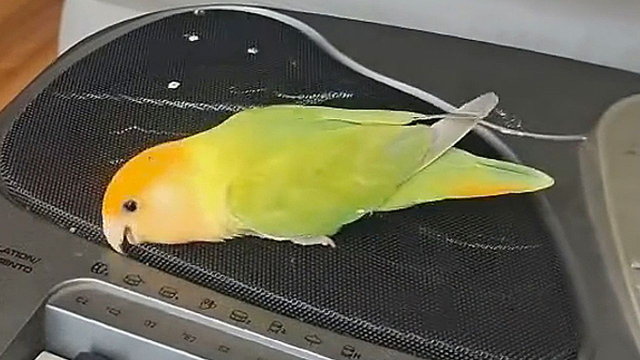Lovebird bobs its head to keyboard beats