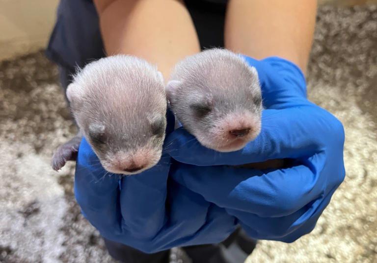 Black-footed ferrets born in Virginia in cloning-research milestone