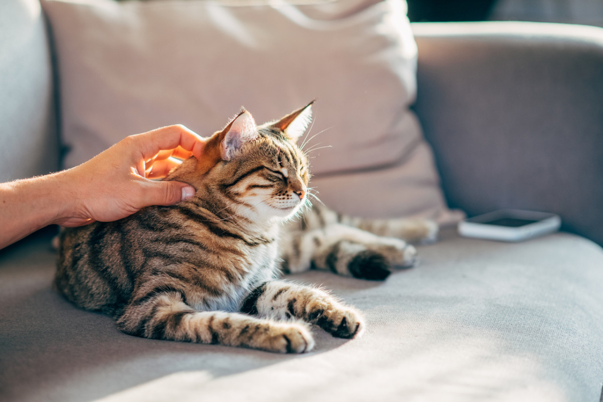 How to make friends with cats and earn their trust