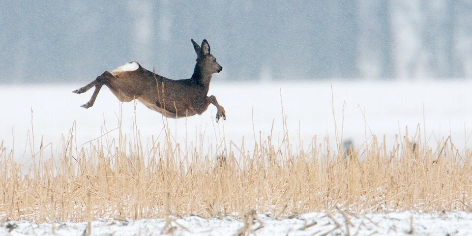 Landesjägermeister Metzker und LH-Stv. Pernkopf bitten um Rücksicht auf ...