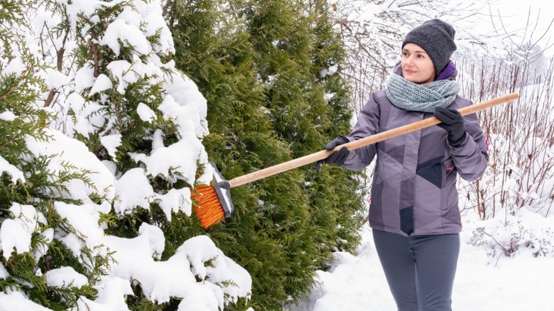 Tips to stay safe when removing snow from any tree in your yard