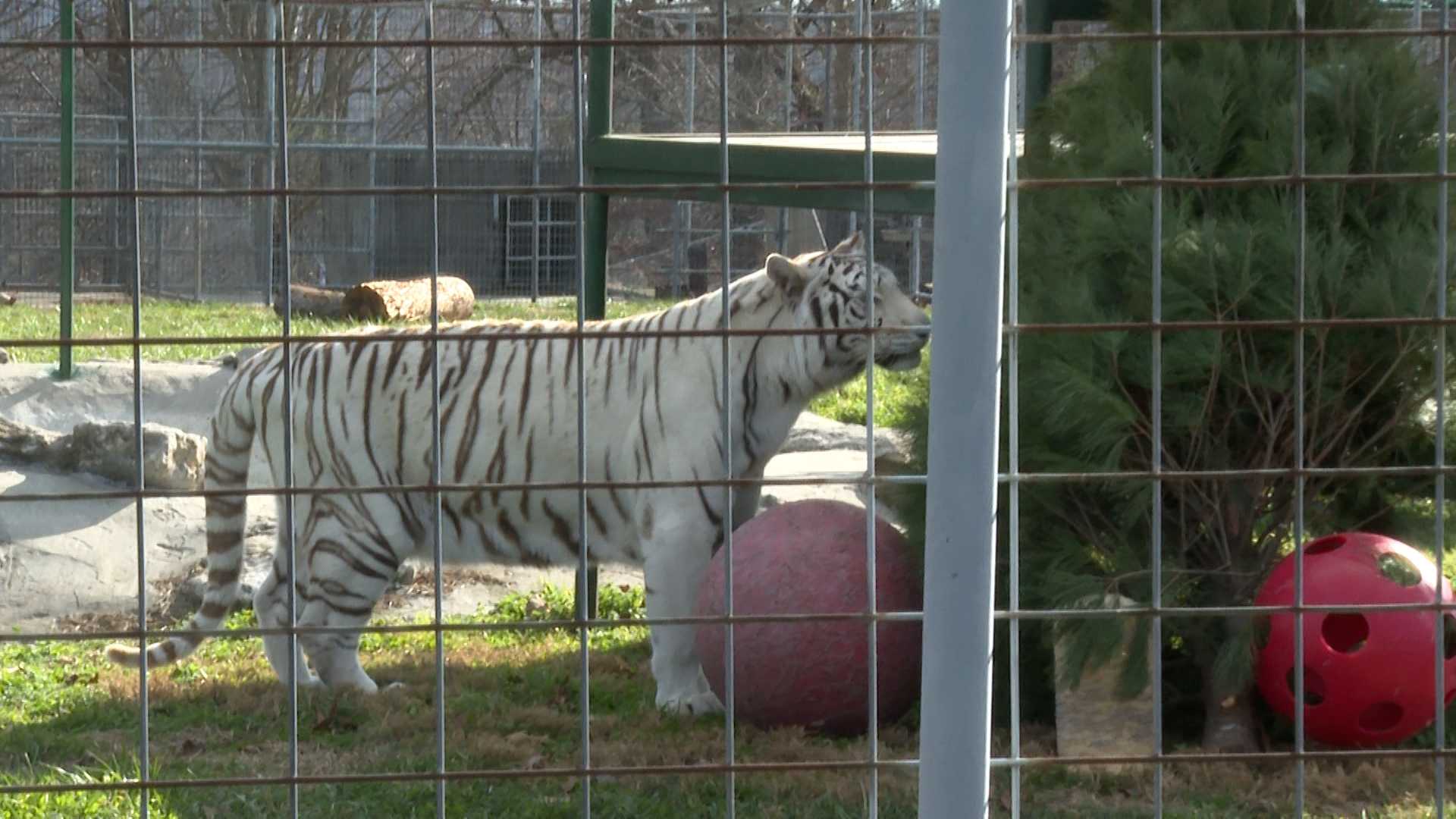Wildlife refuge repurposes Christmas trees for tigers and lions