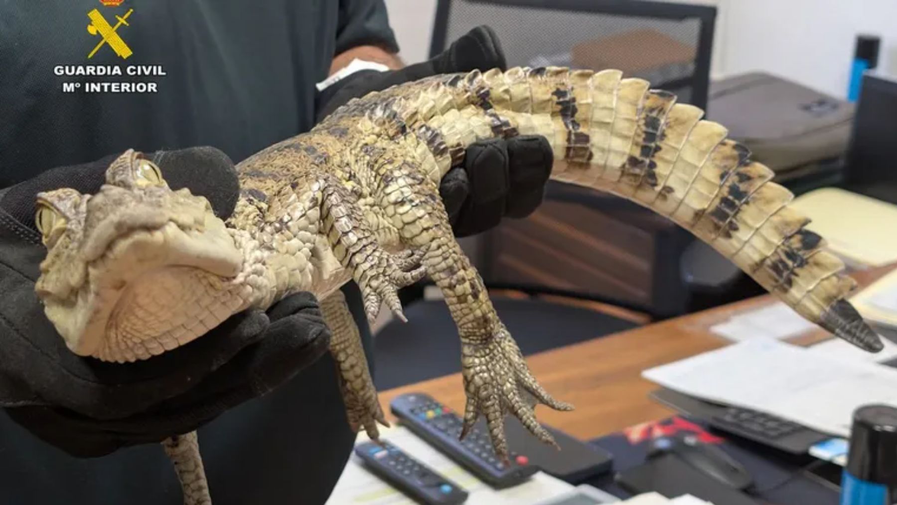 Capturan un caimán en un pantano de Albacete e identifican a los que lo ...