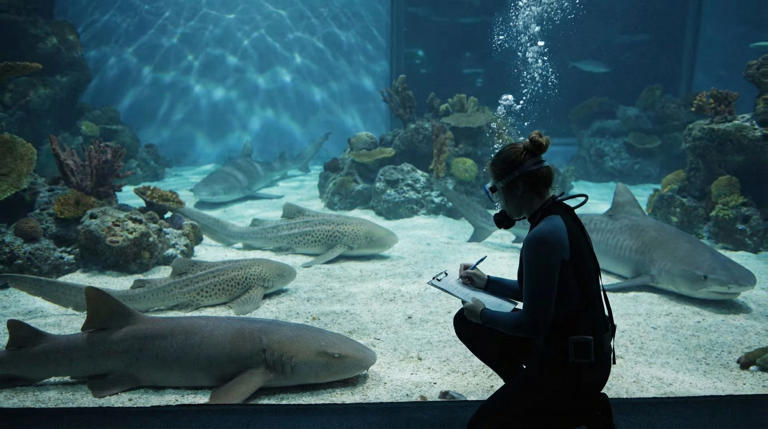 Fini l’ennui : des requins surpris en pleine partie de jeu avec des ...