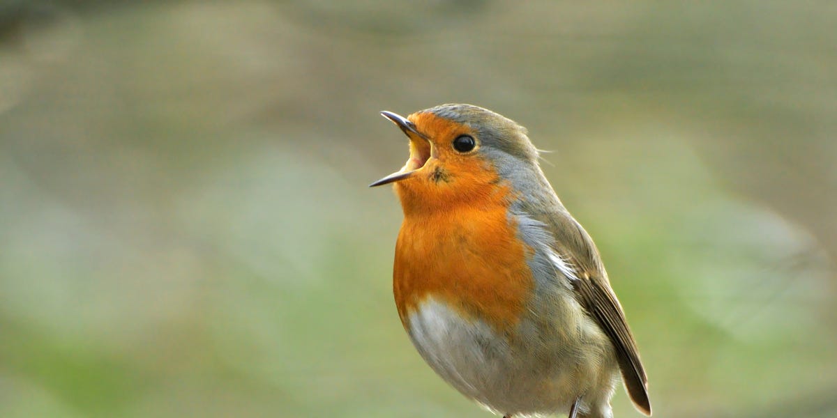 Robins are more aggressive than we think – and why it may be our fault