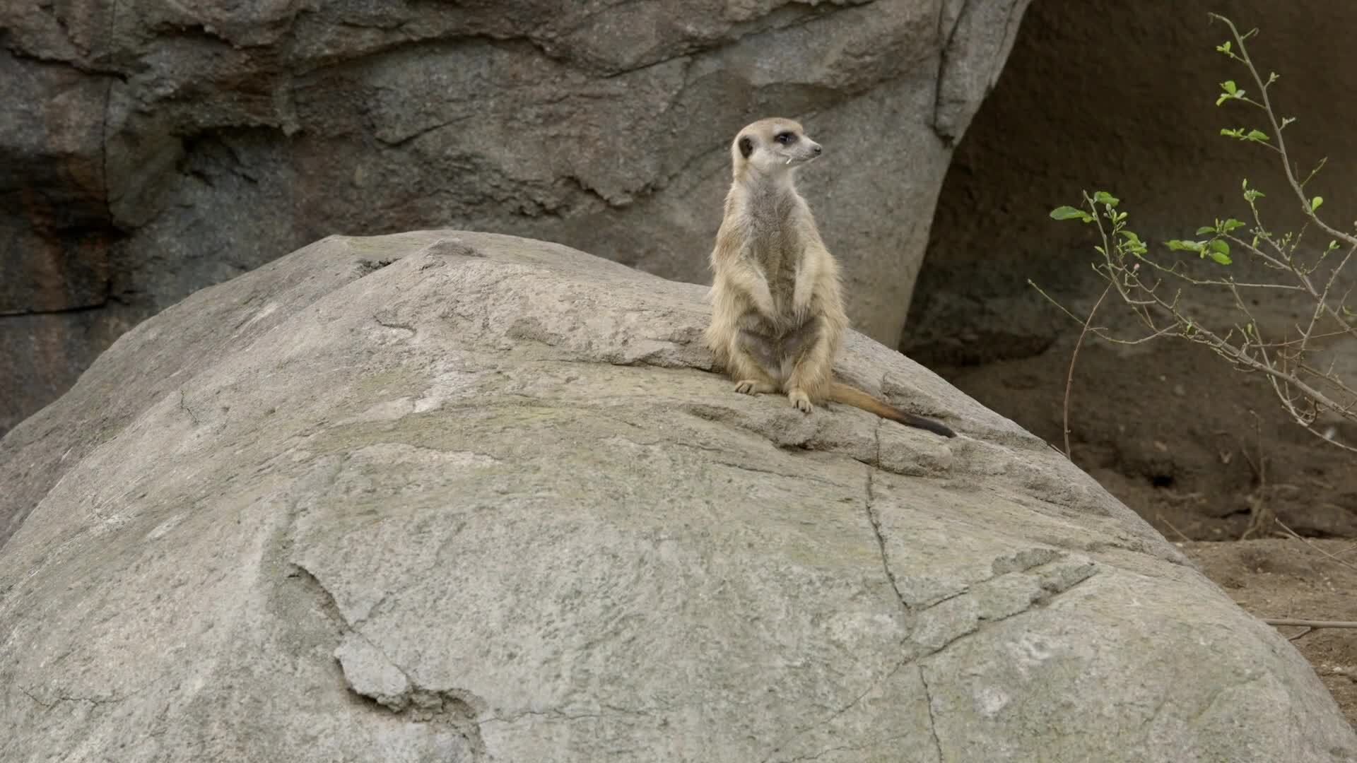 Celebrate the holidays with these adorable, festive meerkats