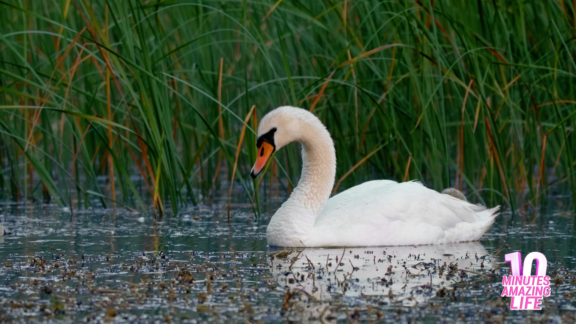 I watched a swan family in a quiet wetland
