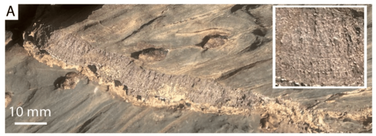 Geologists discover mysterious tunnels in rock that suggest the ...