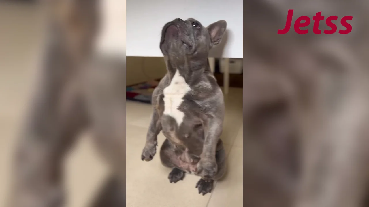 Cachorrinha viraliza ao reinterpretar comandos e obedecer a qualquer ...