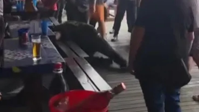 Watch: Fists fly in wild Jeffreys Bay pub brawl