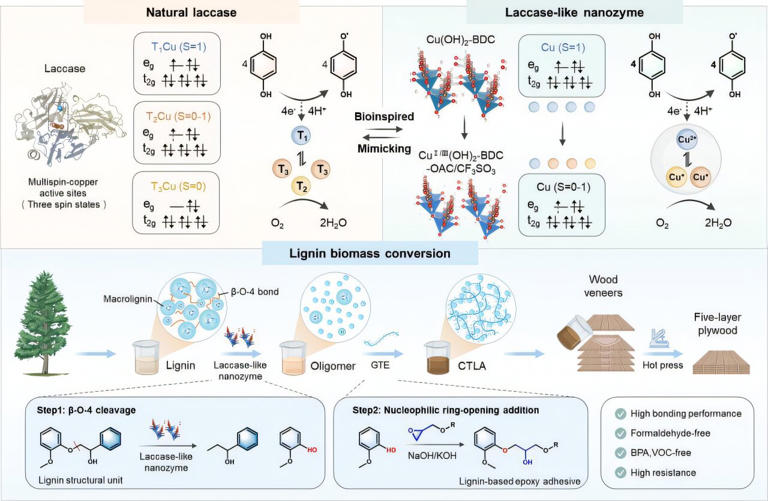 Spin-engineered copper nanozyme enables efficient lignin conversion and ...