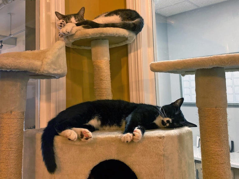 New cat lounge, pet cafe sets opening timeline in Raritan