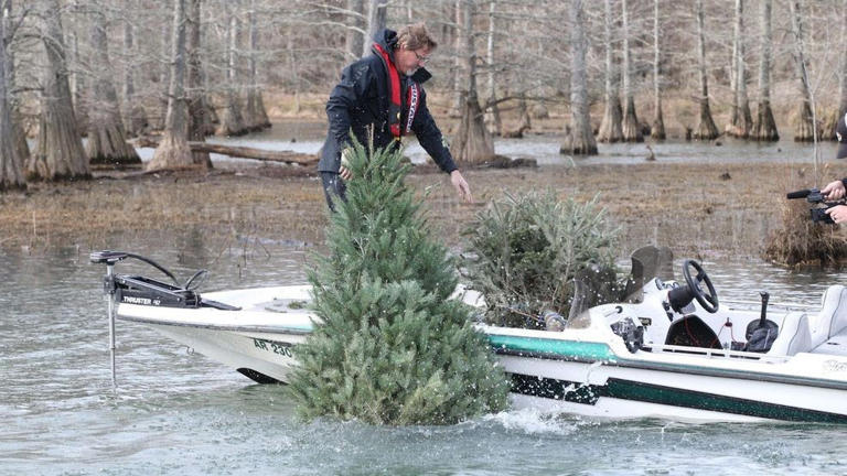 AGFC asking for used Christmas trees to use for Habitat for the ...